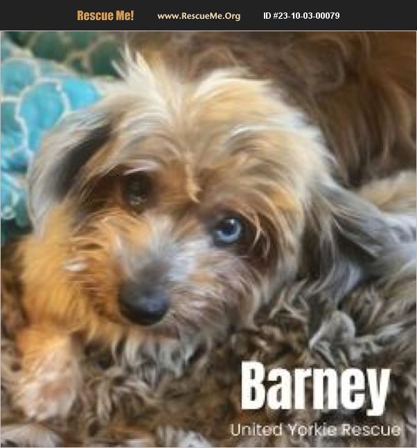 ADOPT 23100300079 ~ Yorkie Rescue ~ Dallas County, TX