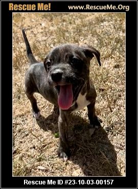 - Texas Pit Bull Rescue - ADOPTIONS - Rescue Me!