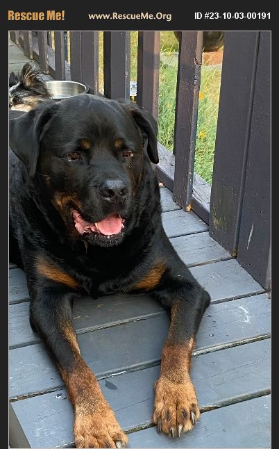 ADOPT 23100300191 ~ Rottweiler Rescue ~ Astoria, OR