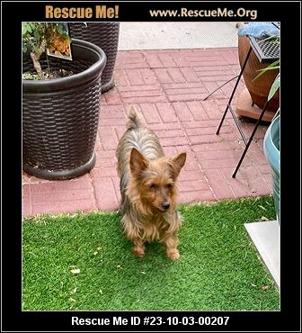 - Arizona Silky Terrier Rescue - ADOPTIONS - Rescue Me!