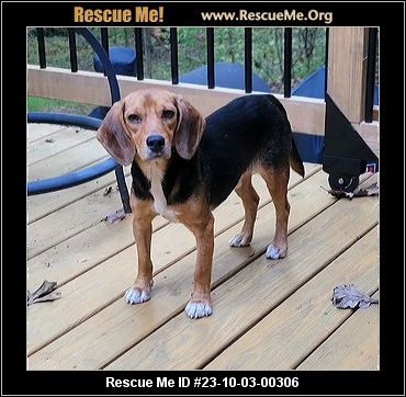 - North Carolina Dog Rescue - ADOPTIONS - Rescue Me!