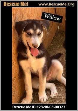 - Ohio Golden Retriever Rescue - ADOPTIONS - Rescue Me!