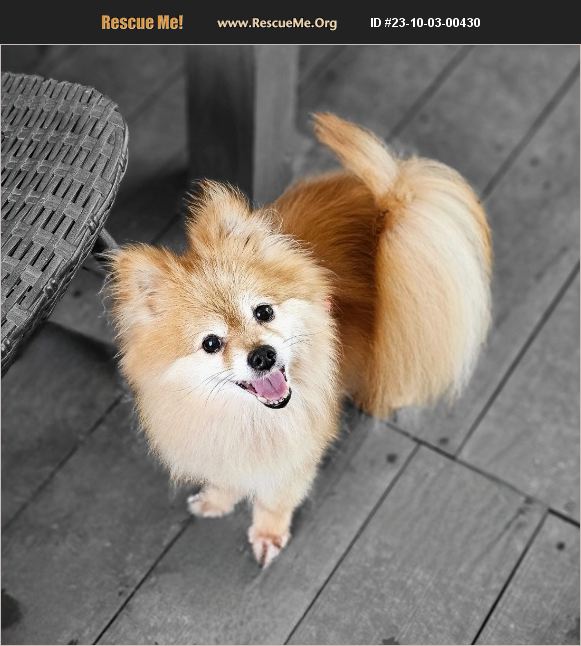 ADOPT 23100300430 ~ Pomeranian Rescue ~ Lebanon, PA