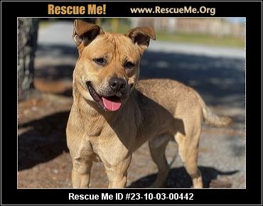 - Florida Black Mouth Cur Rescue - ADOPTIONS - Rescue Me!