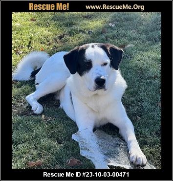 - Texas Saint Bernard Rescue - ADOPTIONS - Rescue Me!