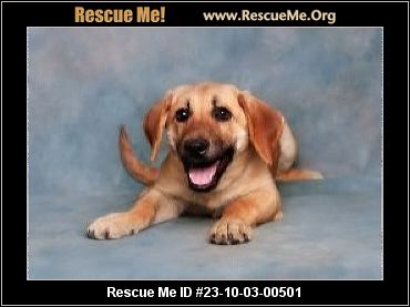 - California Corgi Rescue - ADOPTIONS - Rescue Me!