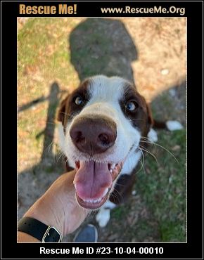 - Georgia Border Collie Rescue - ADOPTIONS - Rescue Me!