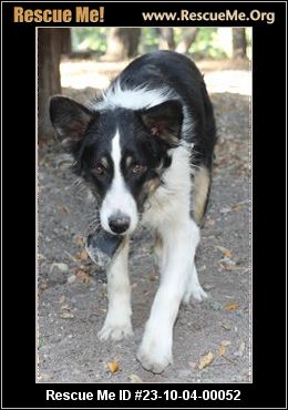 - California Border Collie Rescue - ADOPTIONS - Rescue Me!