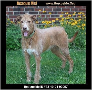 - Indiana Golden Retriever Rescue - ADOPTIONS - Rescue Me!