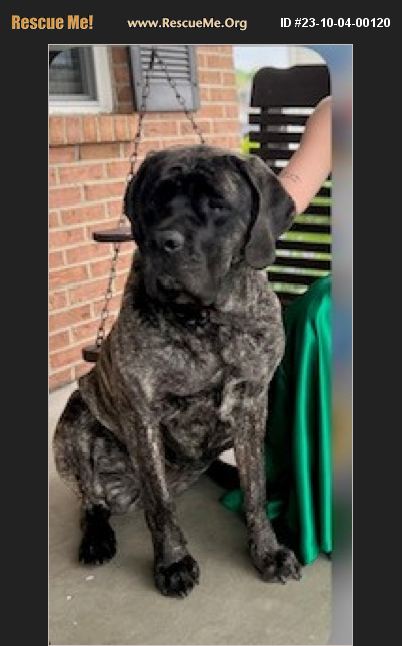 ADOPT 23100400120 ~ Mastiff Rescue ~ Trenton, OH