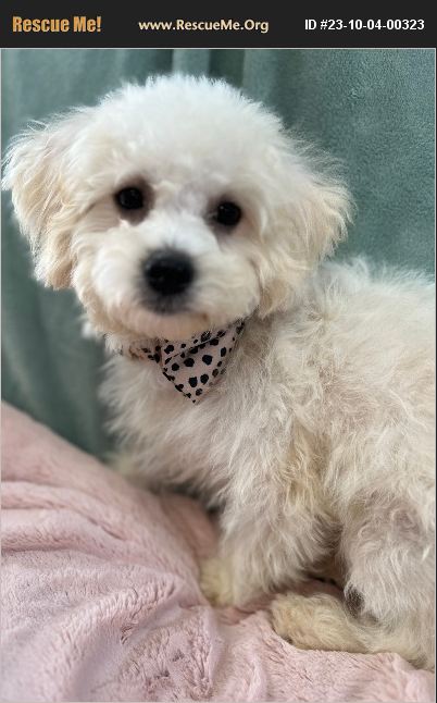 ADOPT 23100400323 ~ Maltese Rescue ~ Fort Myers, FL