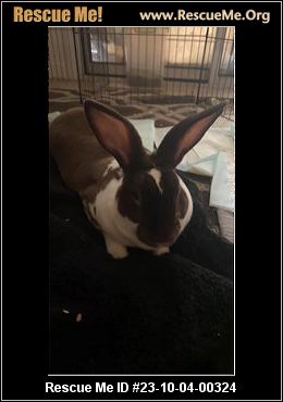 - Pennsylvania Rabbit Rescue - ADOPTIONS - Rescue Me!