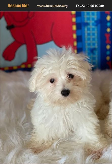 ADOPT 23100500080 ~ Maltese Rescue ~ Madison, KS