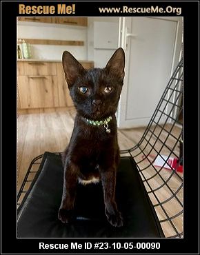 - Massachusetts Cat Rescue - ADOPTIONS - Rescue Me!