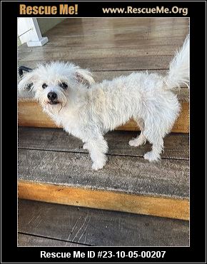 - California Maltese Rescue - ADOPTIONS - Rescue Me!