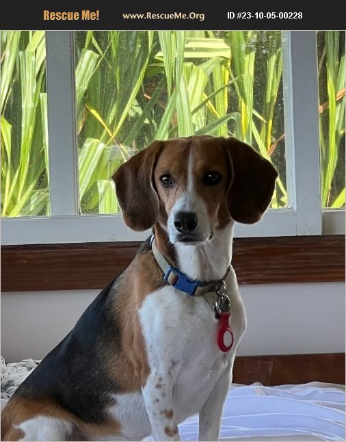 ADOPT 23100500228 ~ Beagle Rescue ~ Honolulu, HI