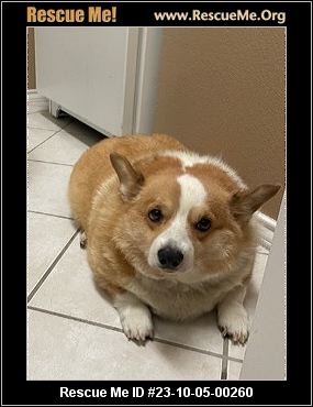 - Texas Corgi Rescue - ADOPTIONS - Rescue Me!