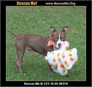 - Georgia Boston Terrier Rescue - ADOPTIONS - Rescue Me!