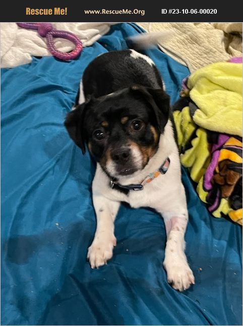 ADOPT 23100600020 ~ Rat Terrier Rescue ~ Boca Raton, FL