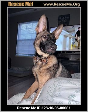 - Indiana German Shepherd Rescue - ADOPTIONS - Rescue Me!