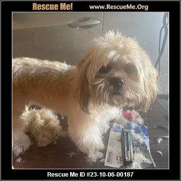 - California Lhasa Apso Rescue - ADOPTIONS - Rescue Me!