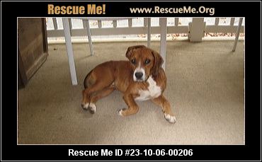 - West Virginia Dog Rescue - ADOPTIONS - Rescue Me!