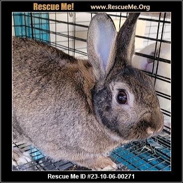 - Ohio Rabbit Rescue - ADOPTIONS - Rescue Me!