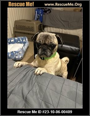 - California Pug Rescue - ADOPTIONS - Rescue Me!