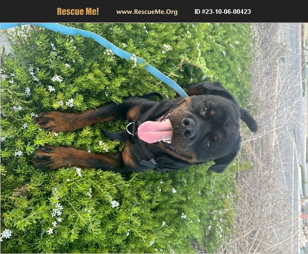 ADOPT 23100600423 ~ Rottweiler Rescue ~ Fresno, CA
