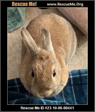 - California Rabbit Rescue - ADOPTIONS - Rescue Me!