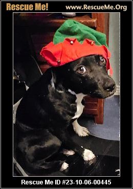 - Arizona Border Collie Rescue - ADOPTIONS - Rescue Me!