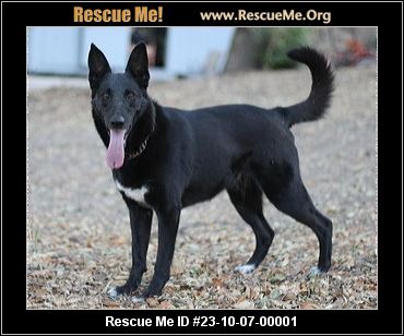 - California Border Collie Rescue - ADOPTIONS - Rescue Me!