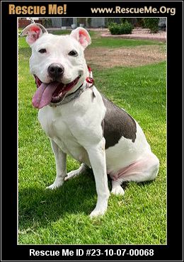 - Arizona Pit Bull Rescue - ADOPTIONS - Rescue Me!