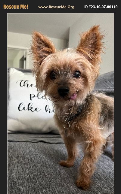 ADOPT 23100700119 ~ Yorkie Rescue ~ Los Angeles, CA