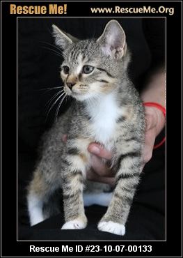 - South Carolina Cat Rescue - ADOPTIONS - Rescue Me!