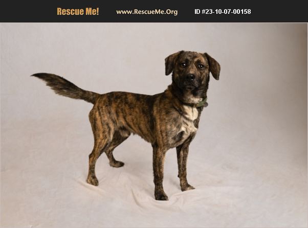 ADOPT 23100700158 ~ Mountain Cur Rescue ~ cambridge, OH
