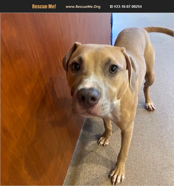 ADOPT 23100700254 ~ Boxer Rescue ~ Houston, TX