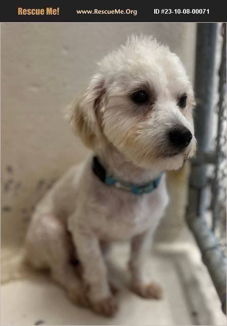 ADOPT 23100800071 ~ Maltese Rescue ~ Fort Myers, FL