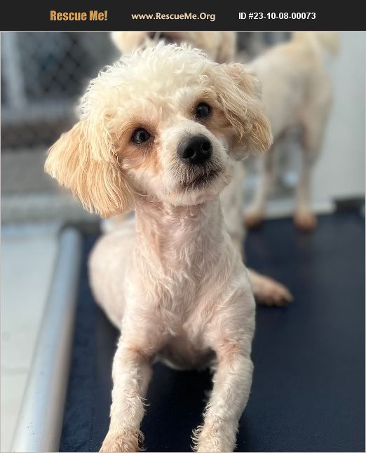 ADOPT 23100800073 ~ Maltese Rescue ~ Fort Myers, FL