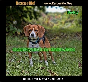 - Pennsylvania Beagle Rescue - ADOPTIONS - Rescue Me!