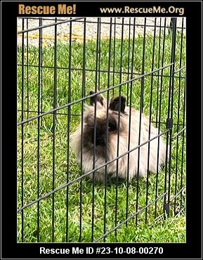 - California Rabbit Rescue - ADOPTIONS - Rescue Me!