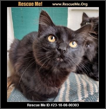 - Washington Cat Rescue - ADOPTIONS - Rescue Me!