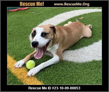 - Florida Boxer Rescue - ADOPTIONS - Rescue Me!