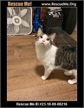 - Wisconsin Cat Rescue - ADOPTIONS - Rescue Me!