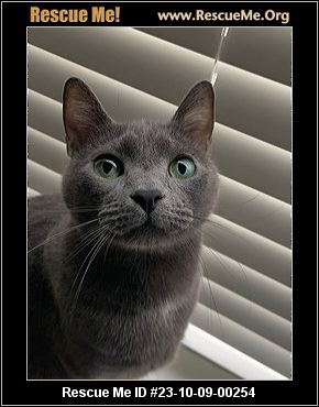 - Virginia Cat Rescue - ADOPTIONS - Rescue Me!