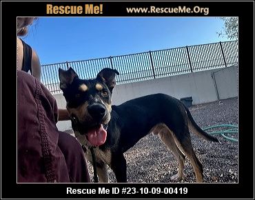 - Arizona Pit Bull Rescue - ADOPTIONS - Rescue Me!