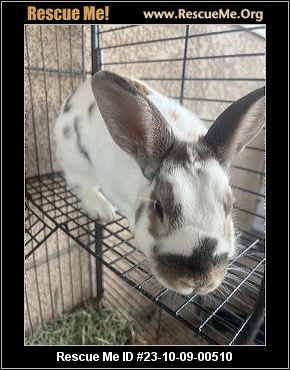 - California Rabbit Rescue - ADOPTIONS - Rescue Me!