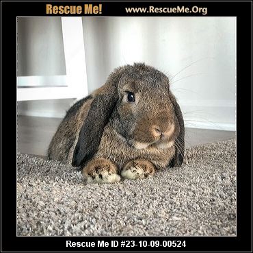- Illinois Rabbit Rescue - ADOPTIONS - Rescue Me!