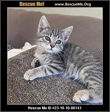 - Virginia Cat Rescue - ADOPTIONS - Rescue Me!