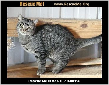 - Virginia Cat Rescue - ADOPTIONS - Rescue Me!